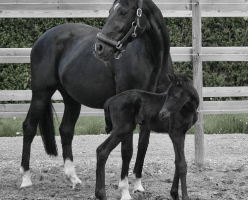 Gitane Greco de Chiron - Alfa Stables