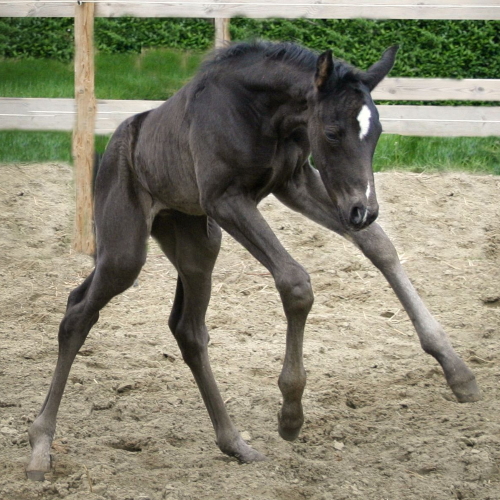Unico AS Greco de Chiron - Alfa Stables