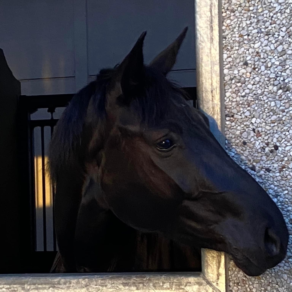 G'vine AS Greco de chiron - Alfa Stables